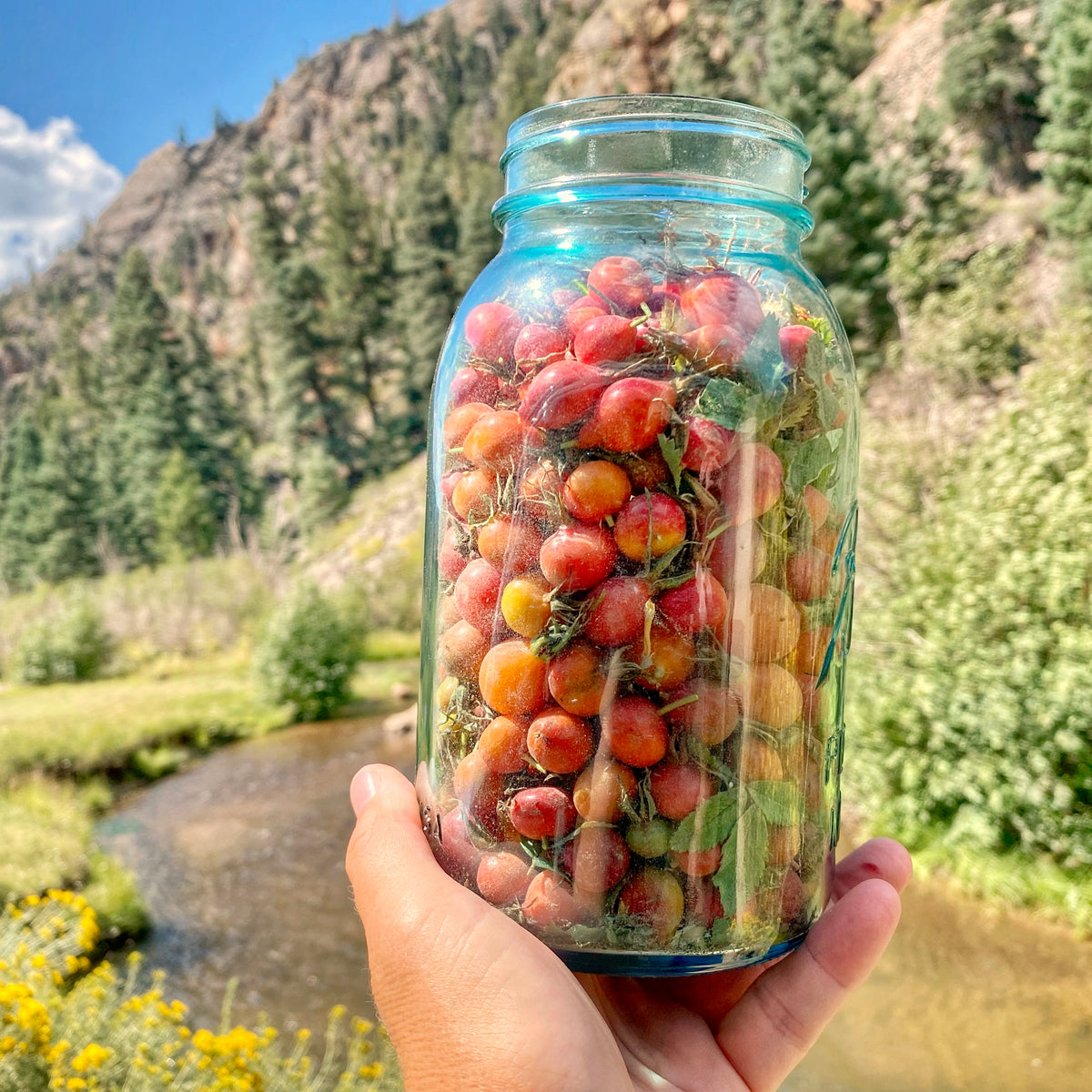 Foraging Rose Hips and Making Syrup: A Connection to Nature and Wellne ...