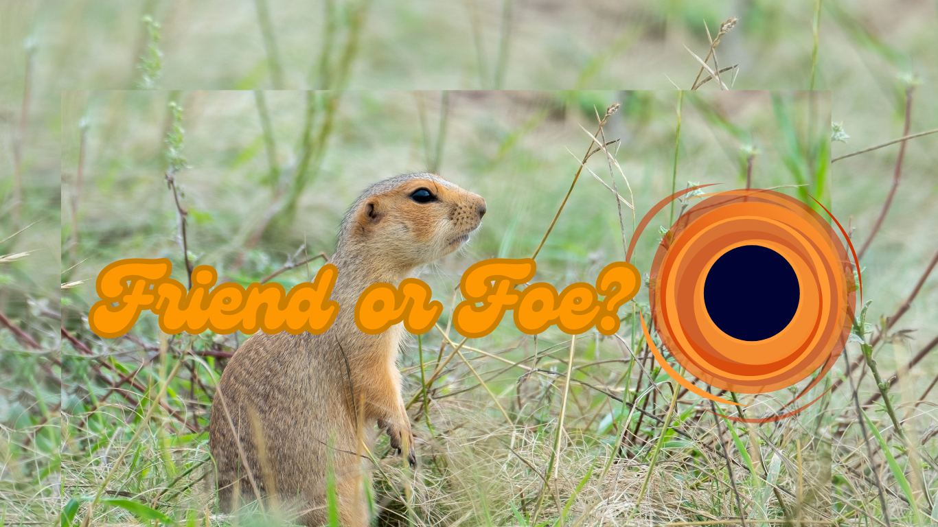 Understanding Pocket Gophers: Balancing Biodiversity and Land Stewards ...