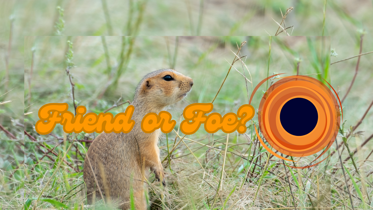 Understanding Pocket Gophers: Balancing Biodiversity and Land Stewards ...